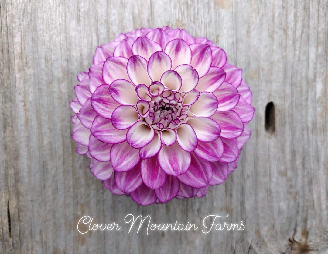 Clover Mountain Farms – Clovermountainfarms
