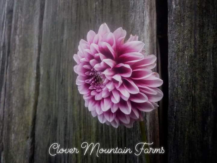 Dahlias – Clovermountainfarms