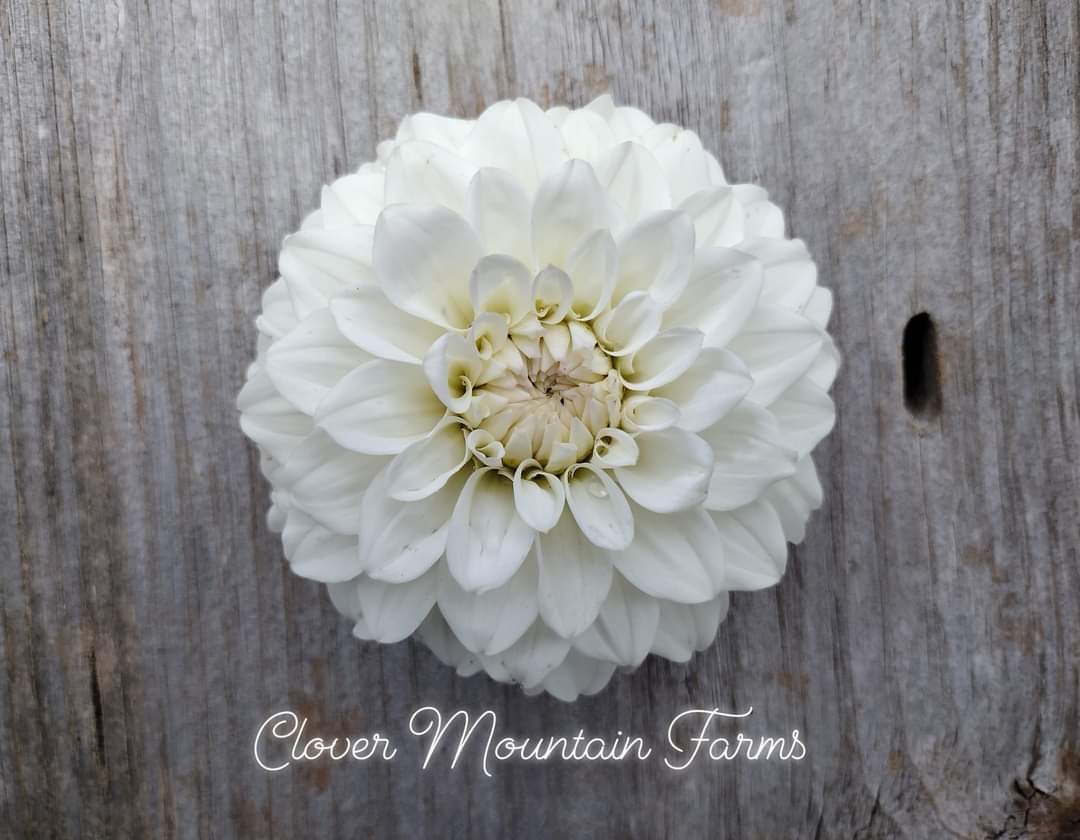 CMF Moonlight 2025 Intro – Clovermountainfarms