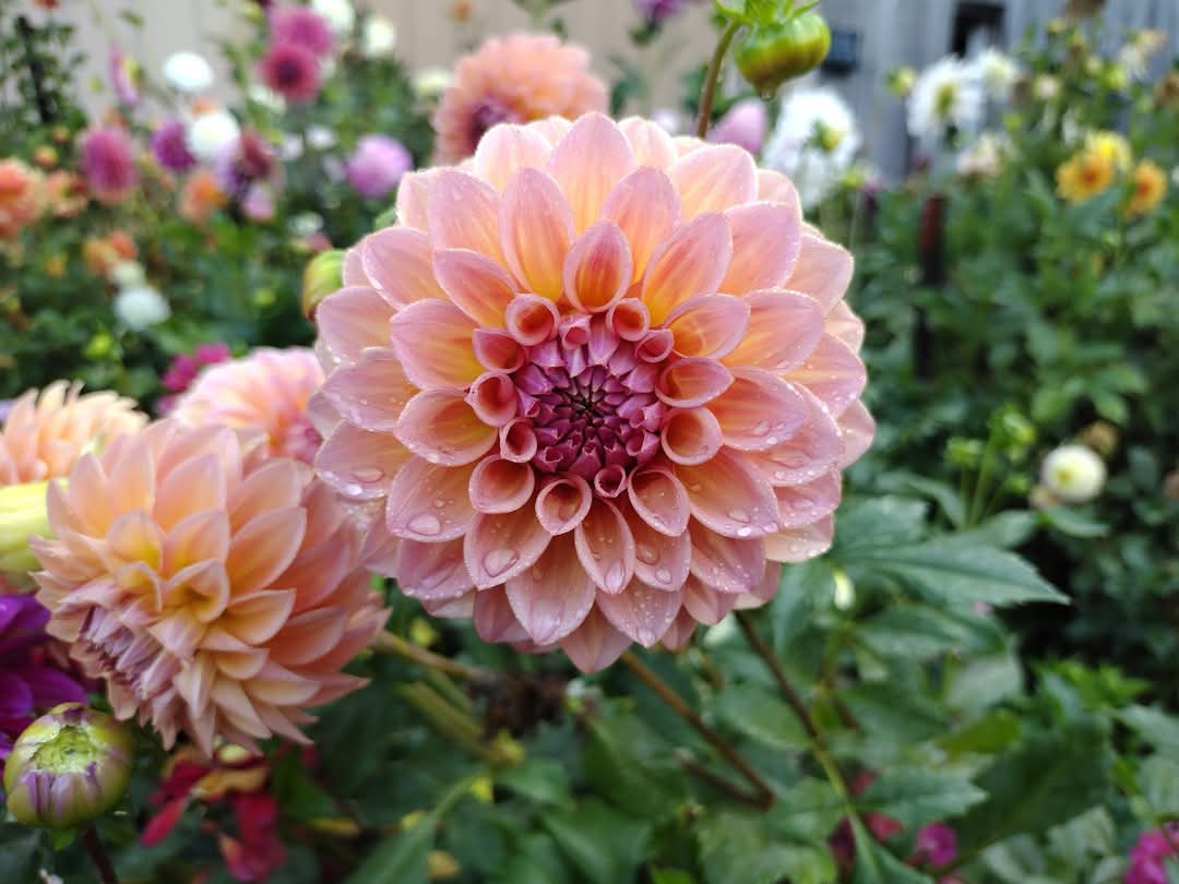 Bloomquist Dave – Clovermountainfarms