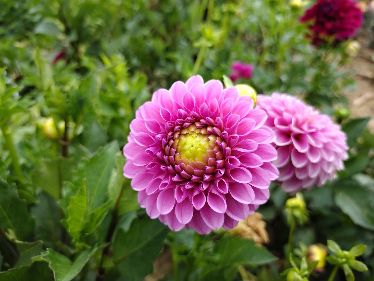 Pink Silk (limited stock) – Clovermountainfarms