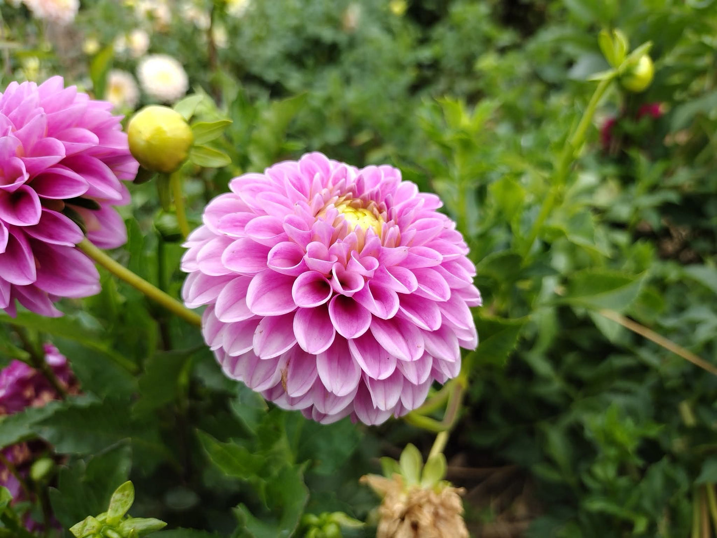 Pink Silk (limited stock) – Clovermountainfarms