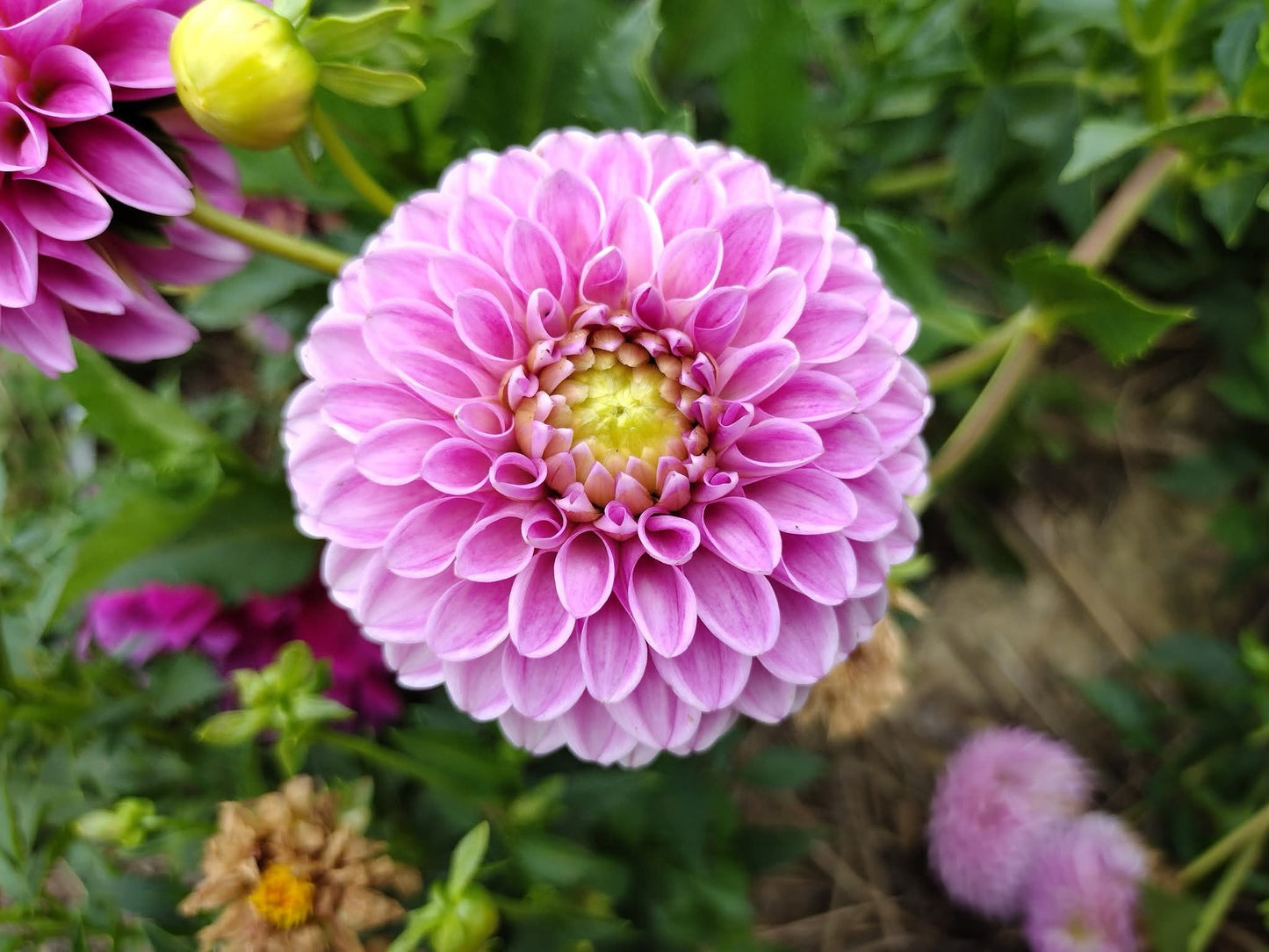 Pink Silk (limited stock) – Clovermountainfarms