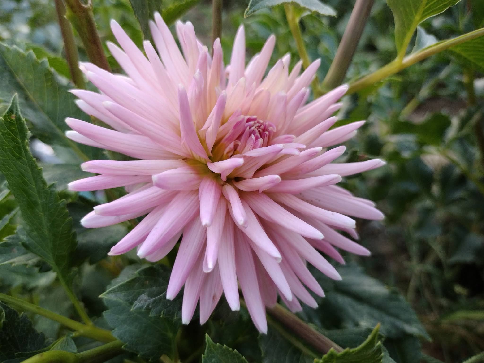 Miss Rose Fletcher – Clovermountainfarms