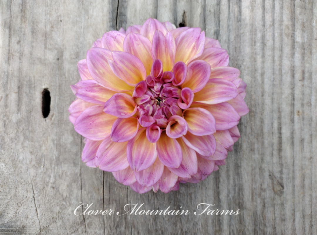 Bloomquist Dave – Clovermountainfarms