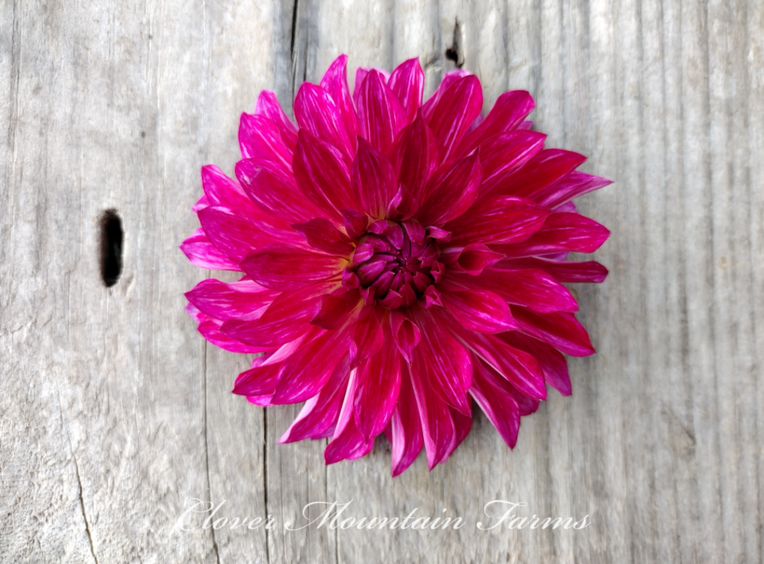 River's Watermelon – Clovermountainfarms