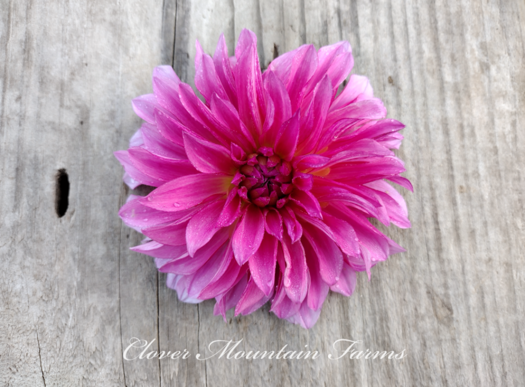 River's Watermelon – Clovermountainfarms